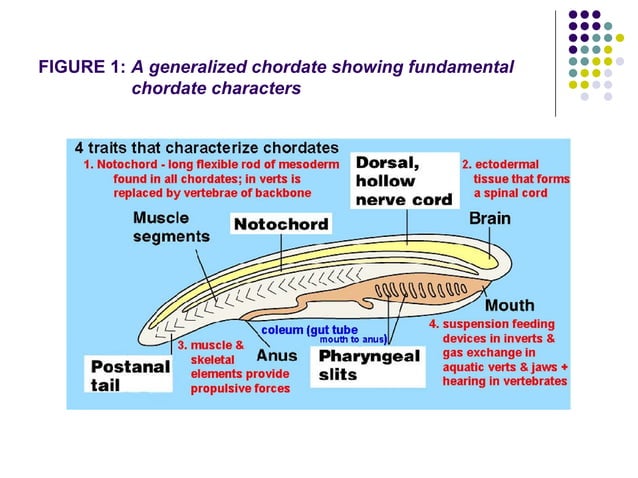 phylum-chordata-and-protochordates in diversity of chordates | PPT