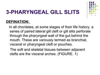 phylum-chordata-and-protochordates in diversity of chordates | PPT
