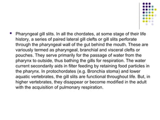 phylum-chordata-and-protochordates in diversity of chordates | PPT