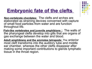 phylum-chordata-and-protochordates in diversity of chordates | PPT