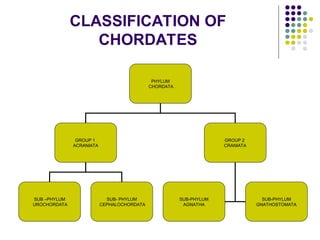 phylum-chordata-and-protochordates in diversity of chordates | PPT