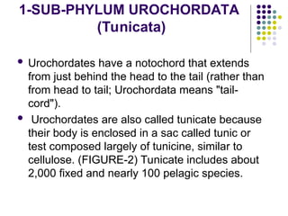 phylum-chordata-and-protochordates in diversity of chordates | PPT