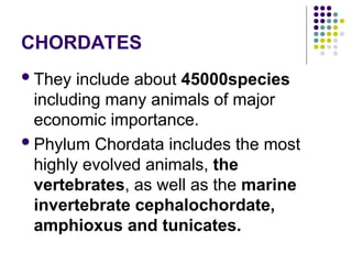phylum-chordata-and-protochordates in diversity of chordates | PPT