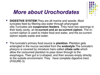 phylum-chordata-and-protochordates (1).ppt