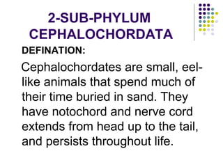 phylum-chordata-and-protochordates (1).ppt