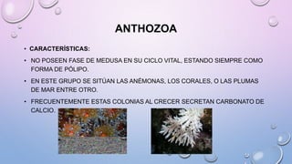 Phylum cnidarios-2 | PPTX