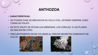Phylum cnidarios | PPTX