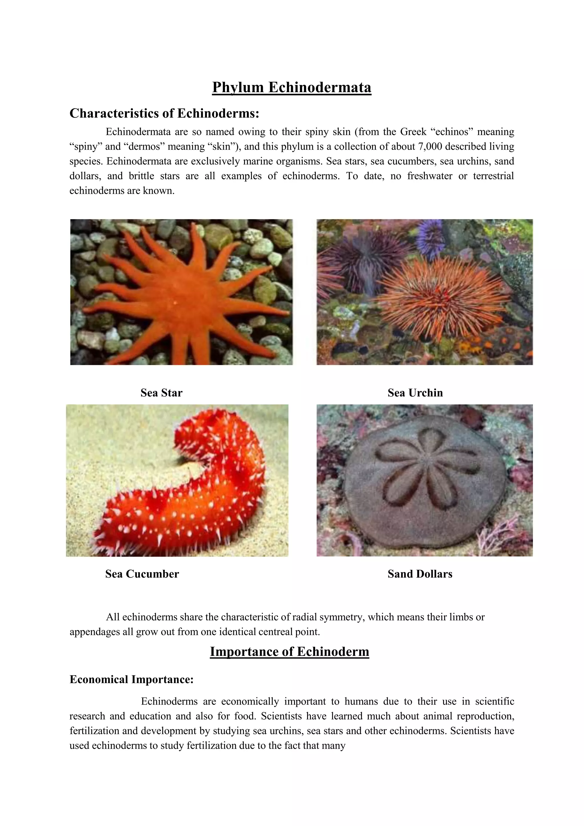 Phylum echinodermata | PDF