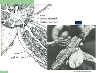 Phylum-Echinodermata1.ppt