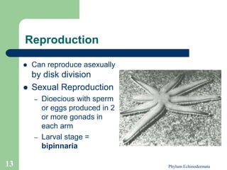 Phylum-Echinodermata1.ppt