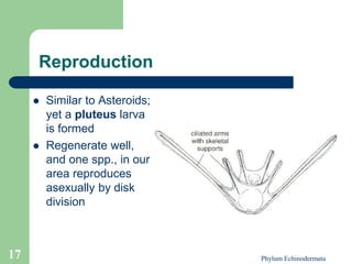 Phylum-Echinodermata1.ppt