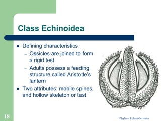 Phylum-Echinodermata1.ppt