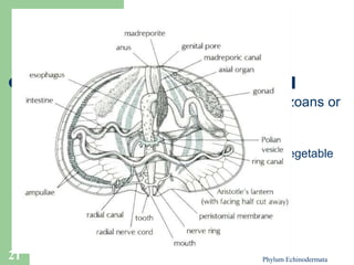 Phylum-Echinodermata1.ppt