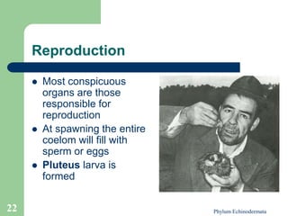 Phylum-Echinodermata1.ppt