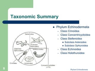 Phylum-Echinodermata1.ppt