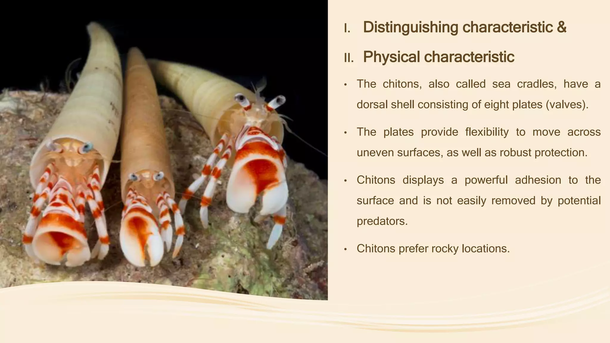 Phylum Mollusca | PPTX