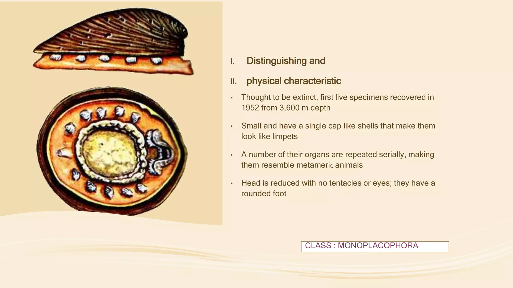 Phylum Mollusca | PPTX