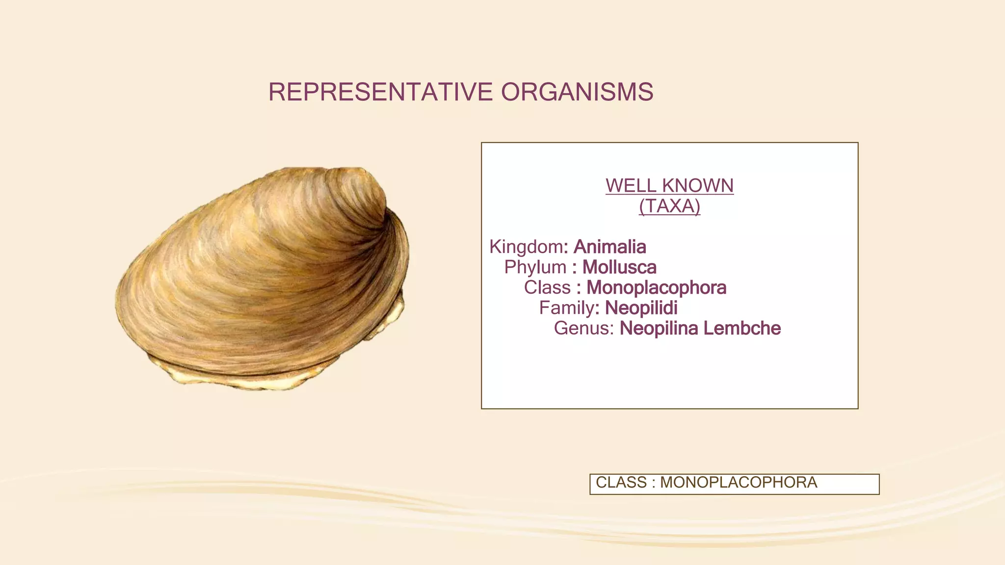 Phylum Mollusca | PPTX