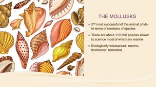Phylum Mollusca | PPTX