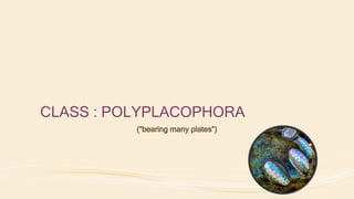 Phylum Mollusca | PPTX