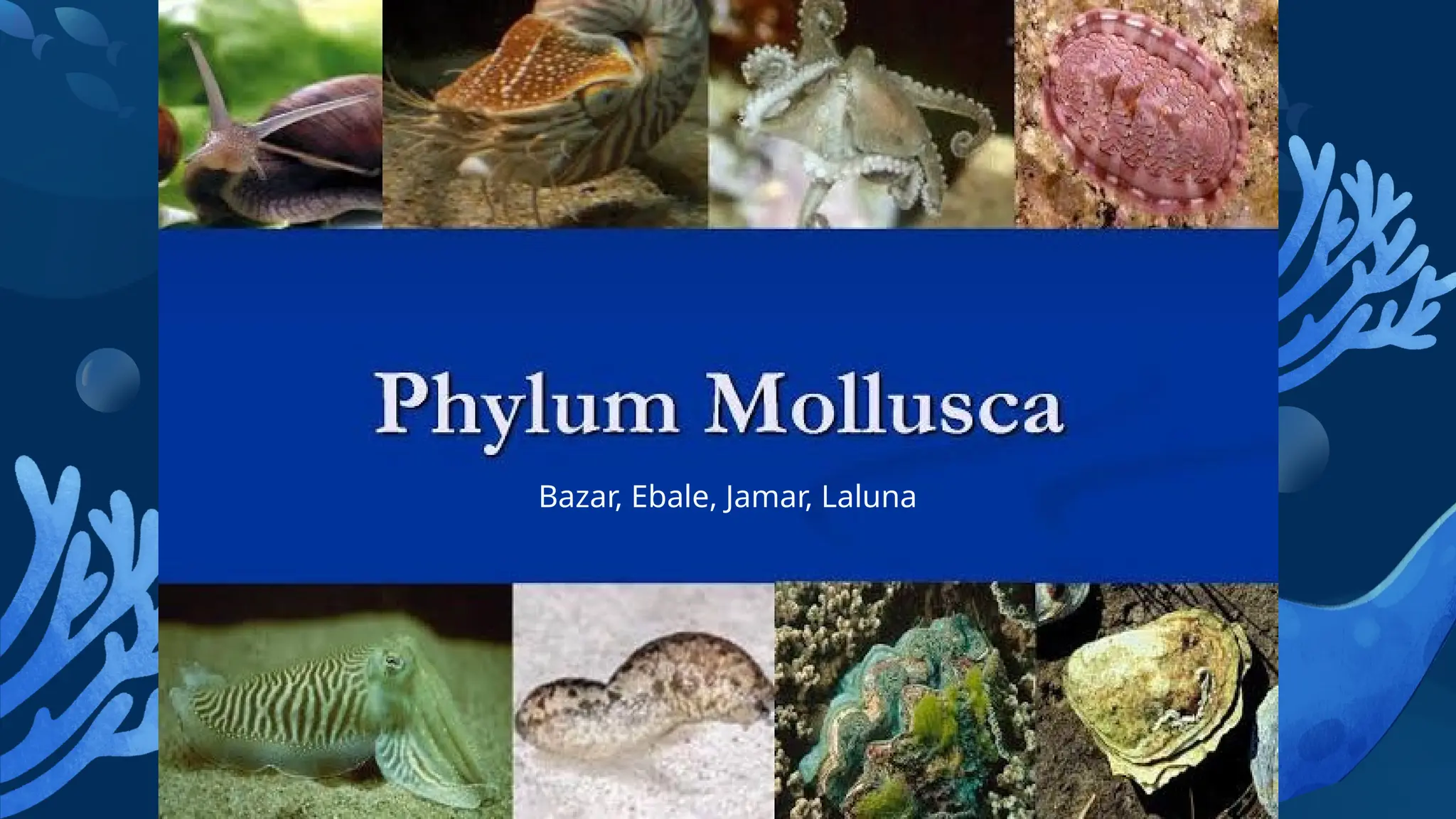 Phylum -Mollusca Taxonomy Classification.ptx