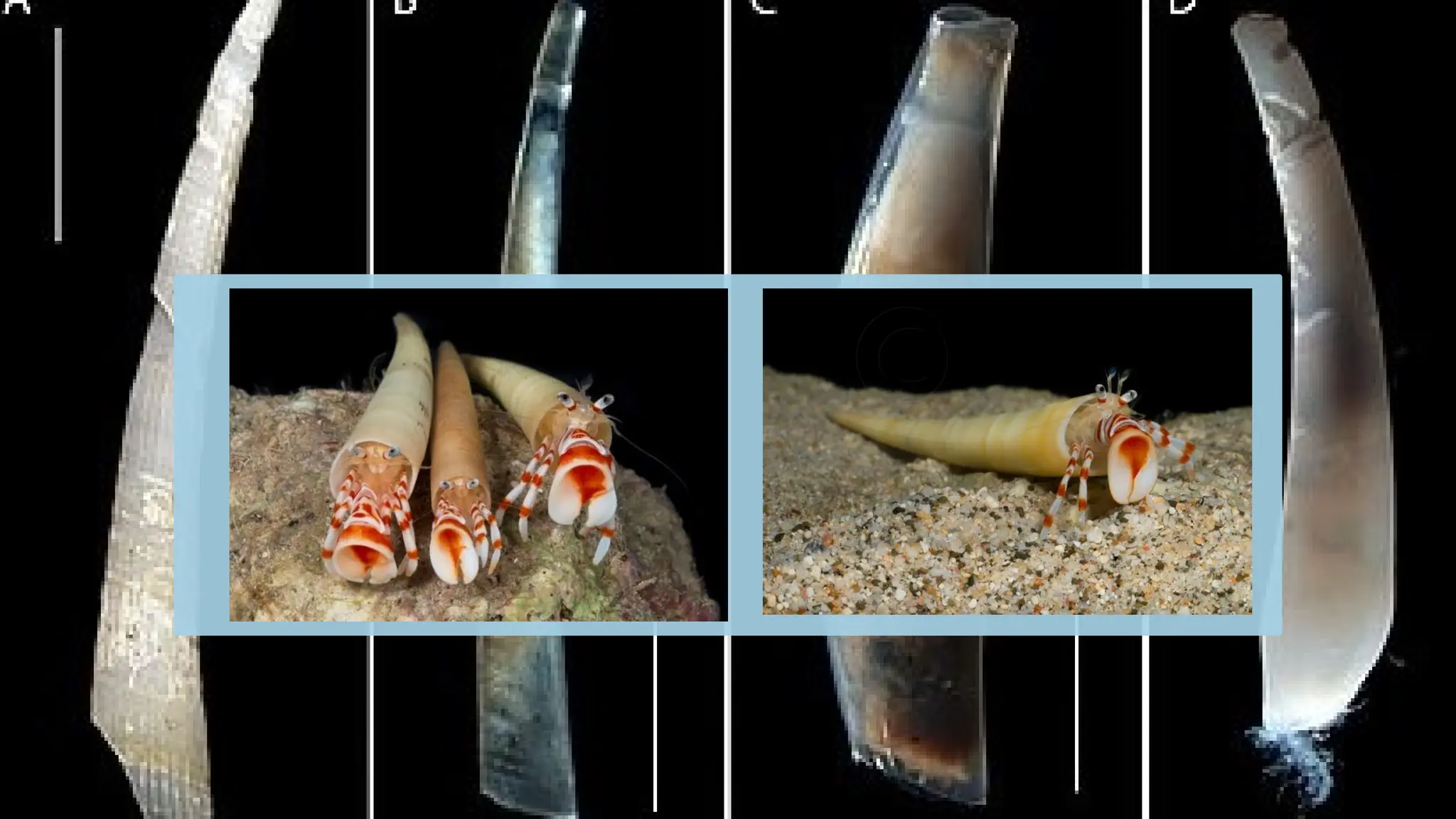 Phylum -Mollusca Taxonomy Classification.ptx