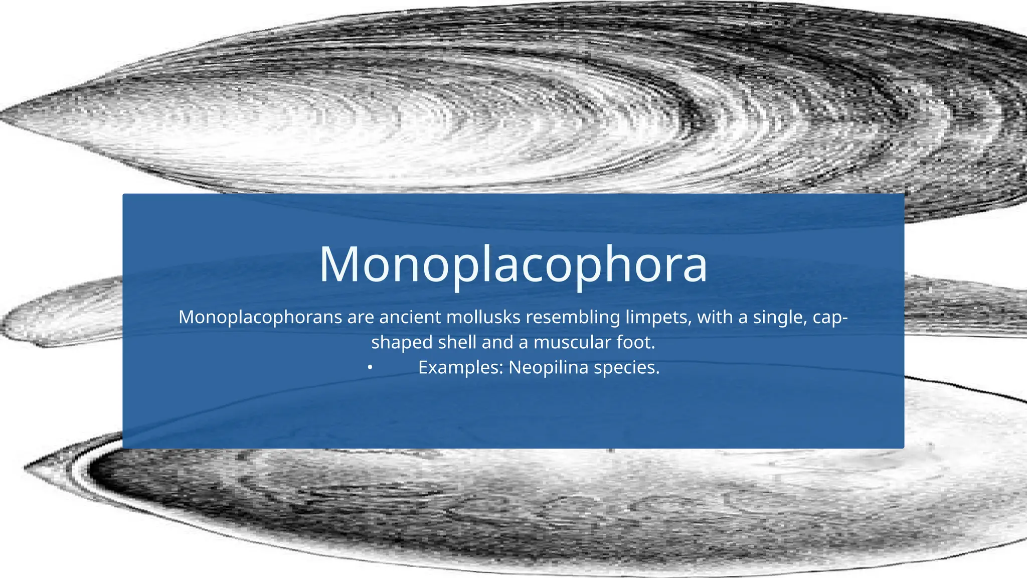 Phylum -Mollusca Taxonomy Classification.ptx