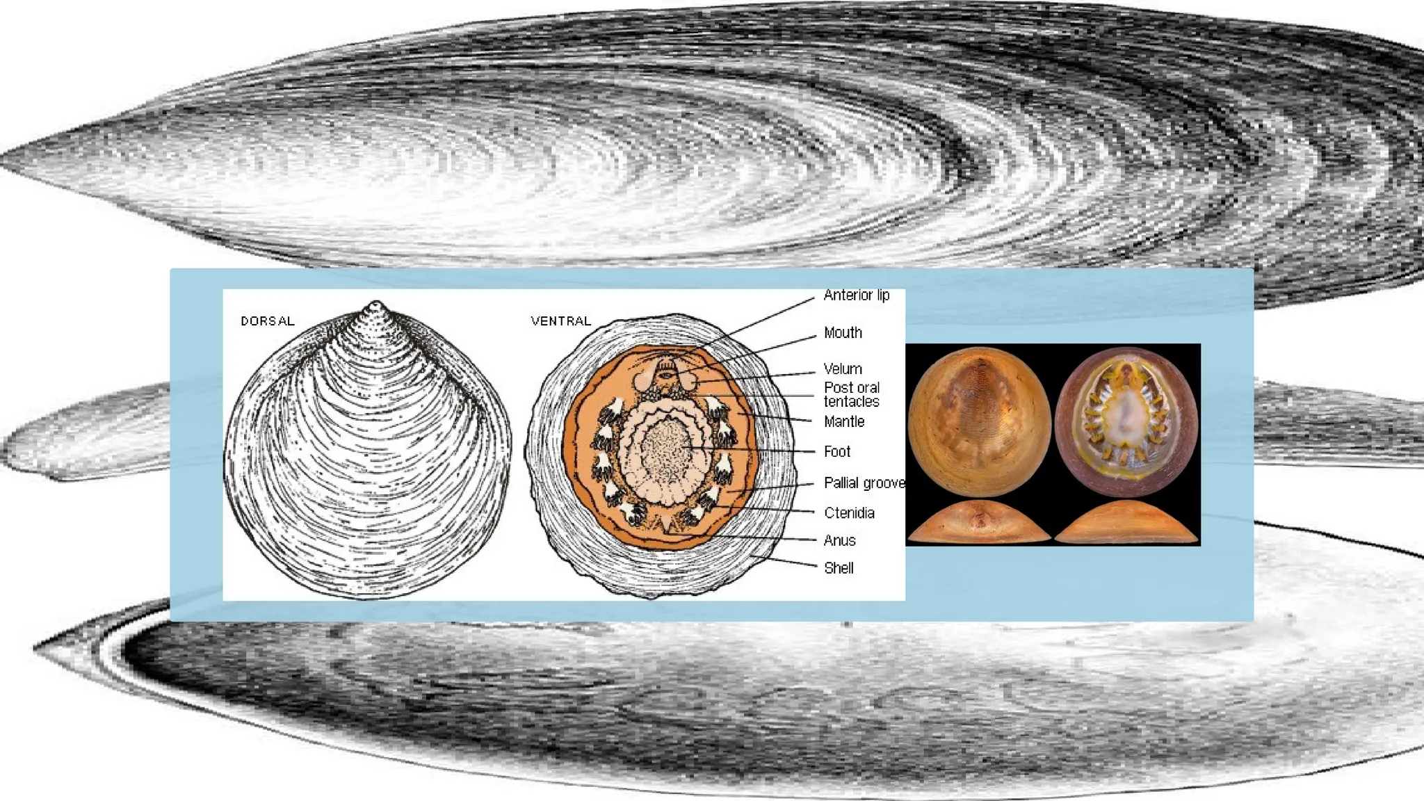 Phylum -Mollusca Taxonomy Classification.ptx