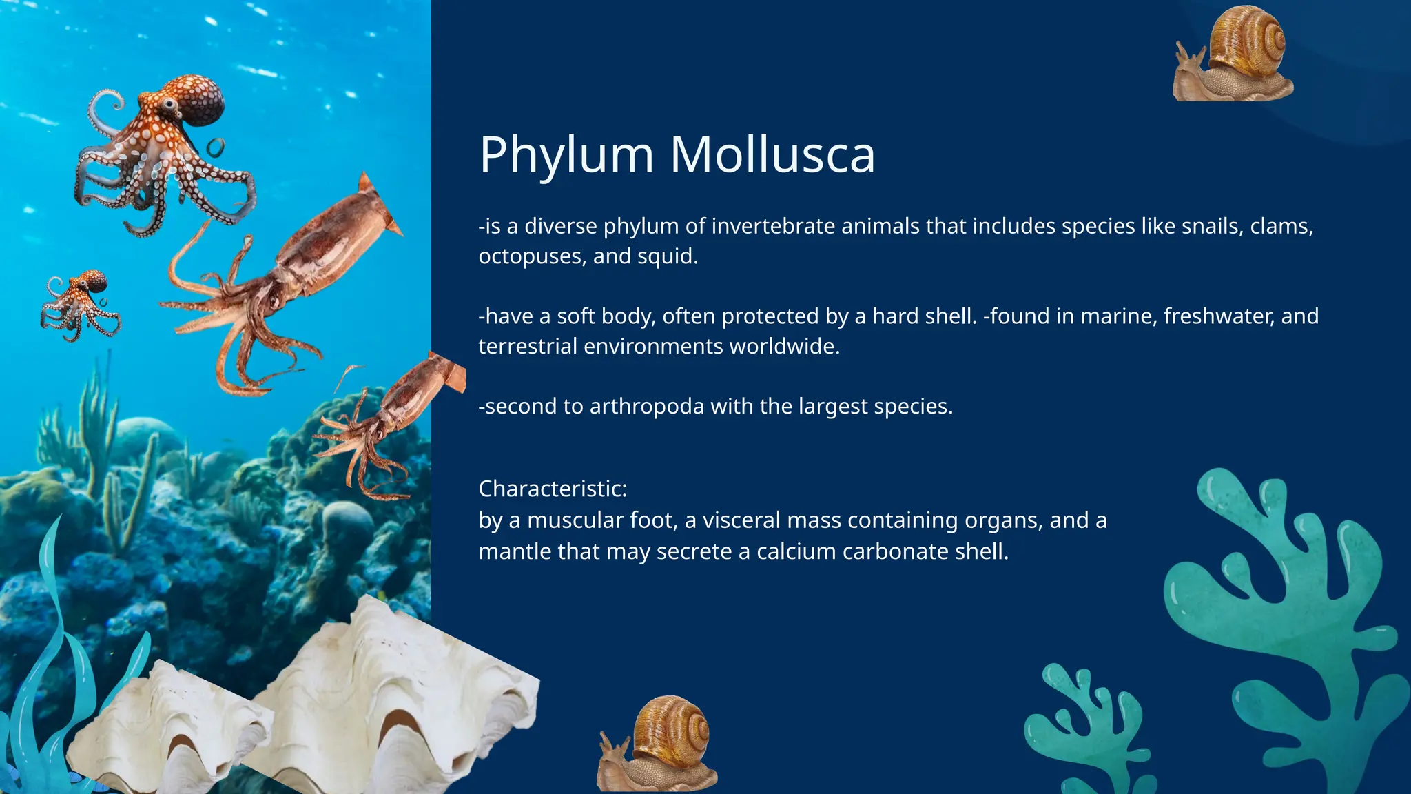 Phylum -Mollusca Taxonomy Classification.ptx