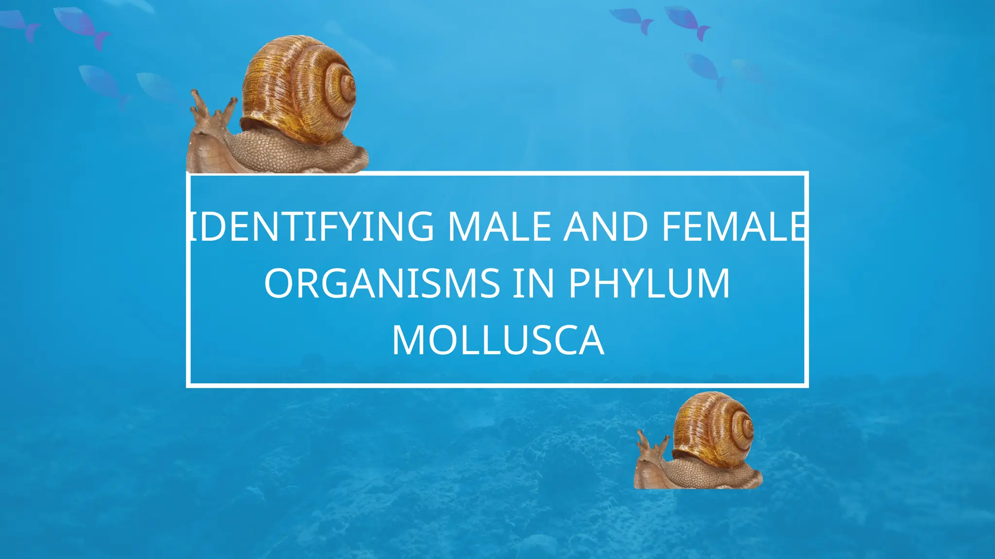 Phylum -Mollusca Taxonomy Classification.ptx