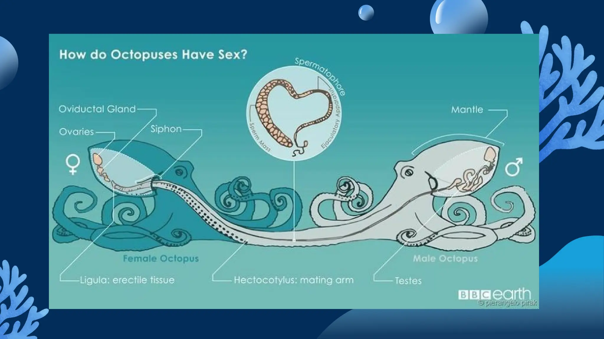Phylum -Mollusca Taxonomy Classification.ptx