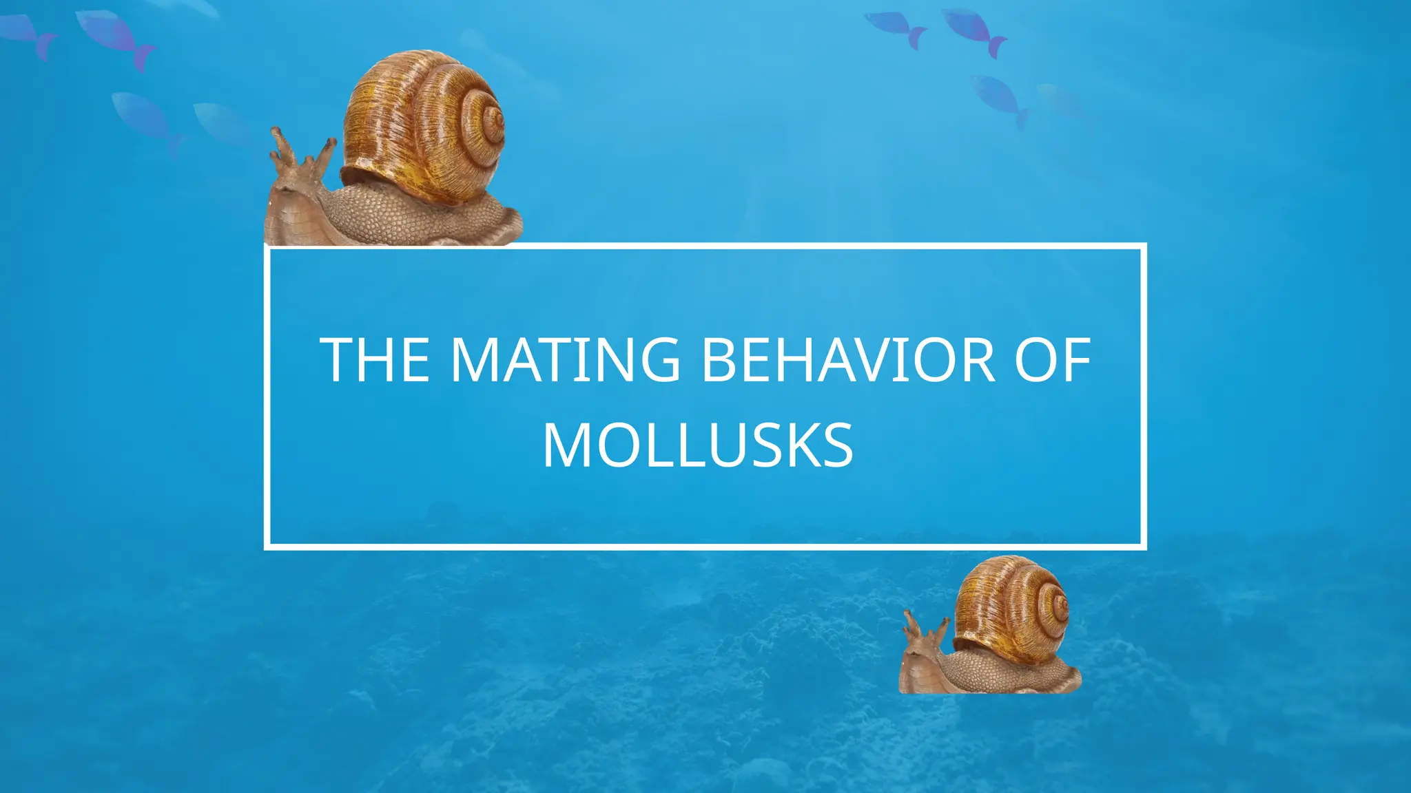 Phylum -Mollusca Taxonomy Classification.ptx