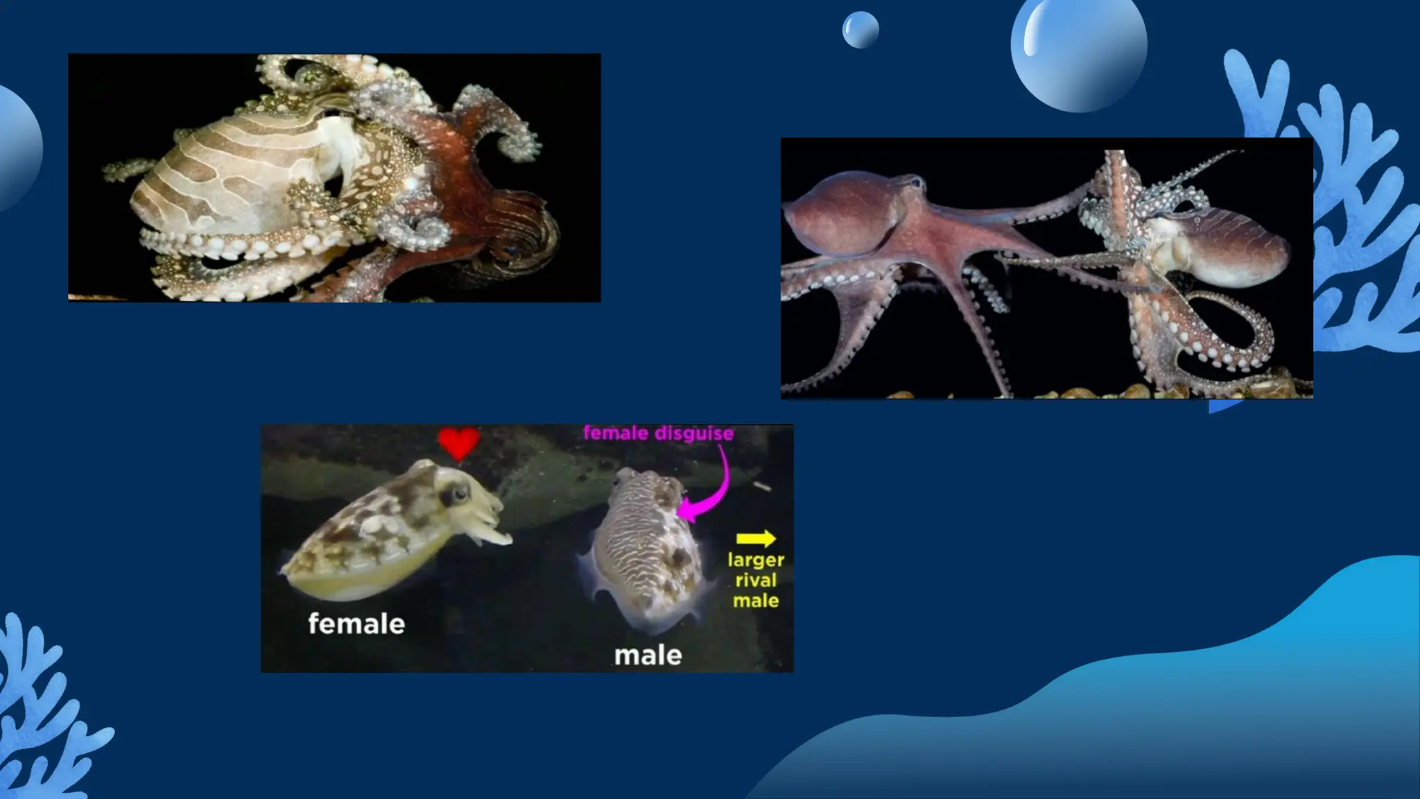 Phylum -Mollusca Taxonomy Classification.ptx