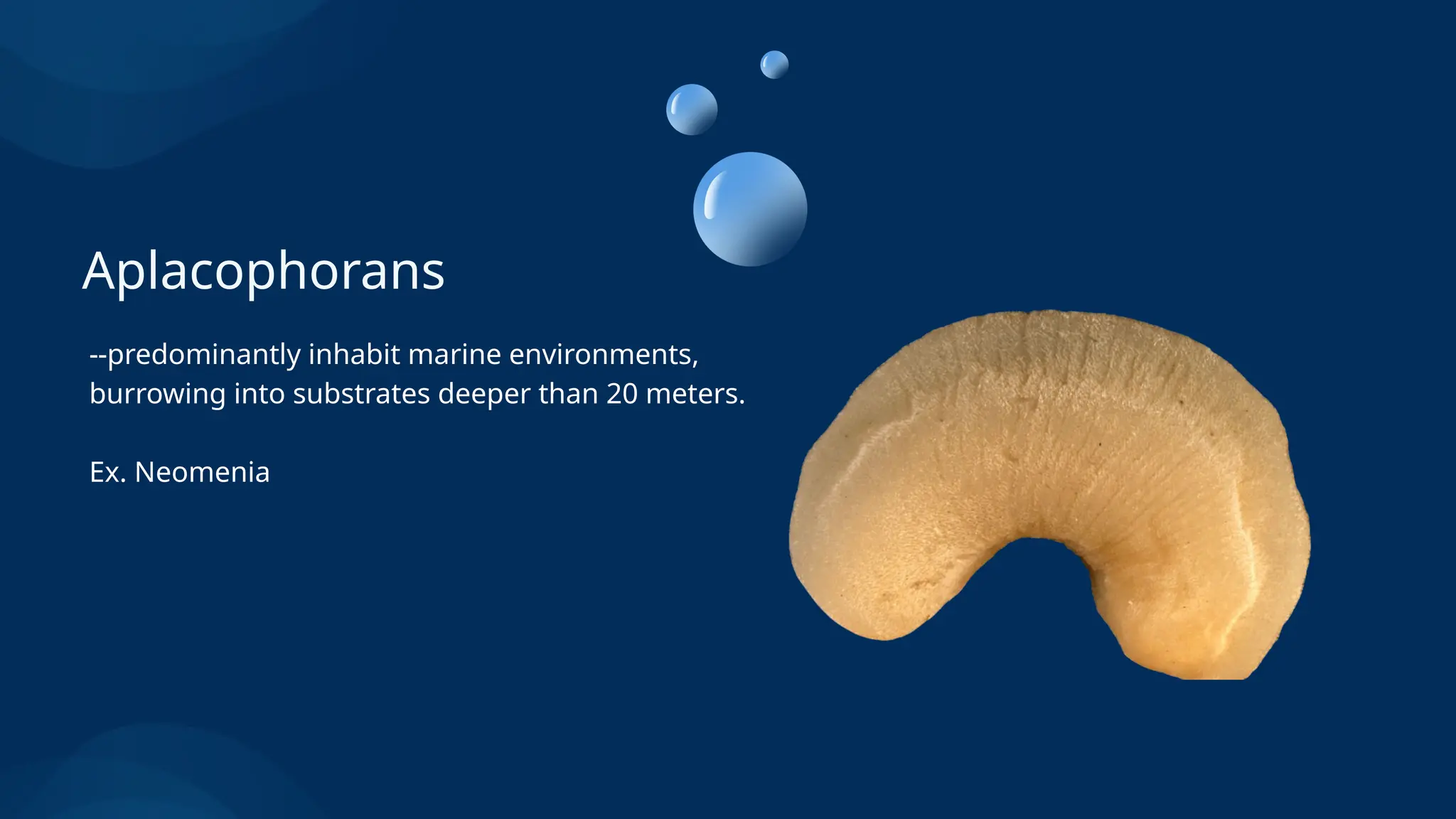 Phylum -Mollusca Taxonomy Classification.ptx