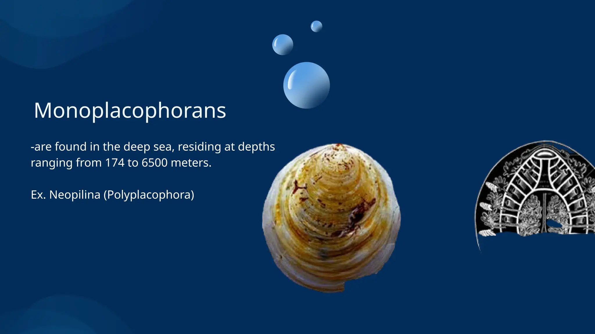 Phylum -Mollusca Taxonomy Classification.ptx
