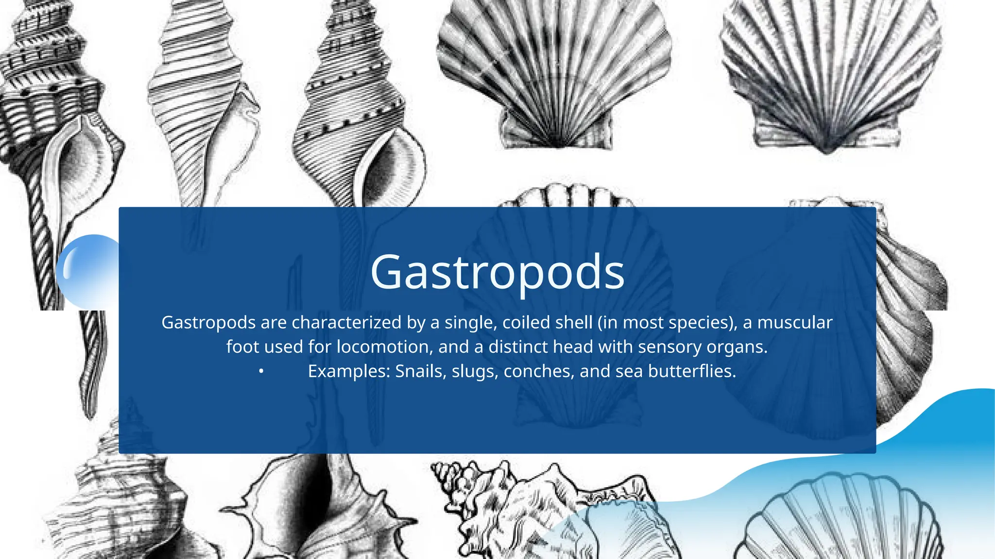 Phylum -Mollusca Taxonomy Classification.ptx
