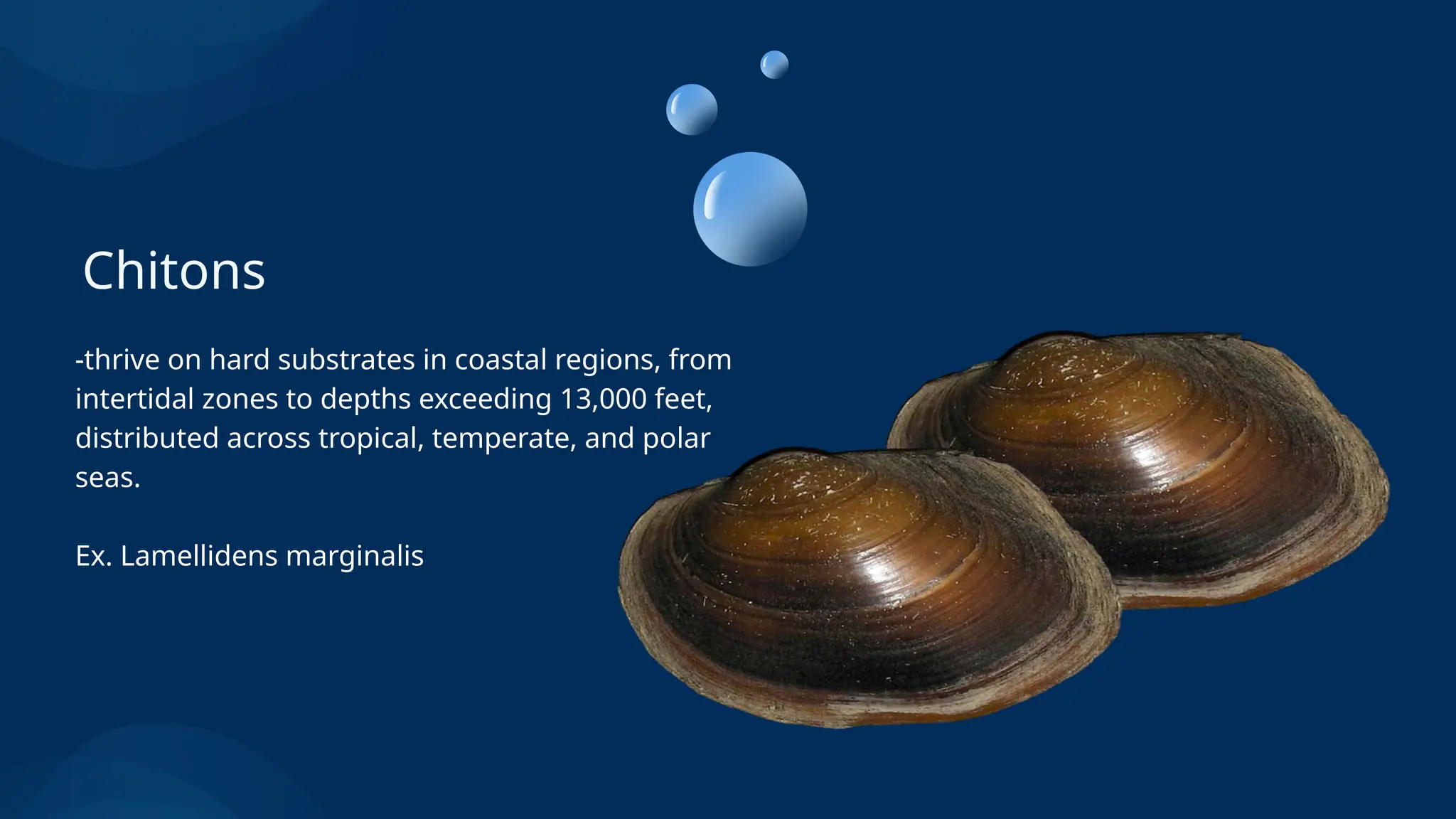 Phylum -Mollusca Taxonomy Classification.ptx