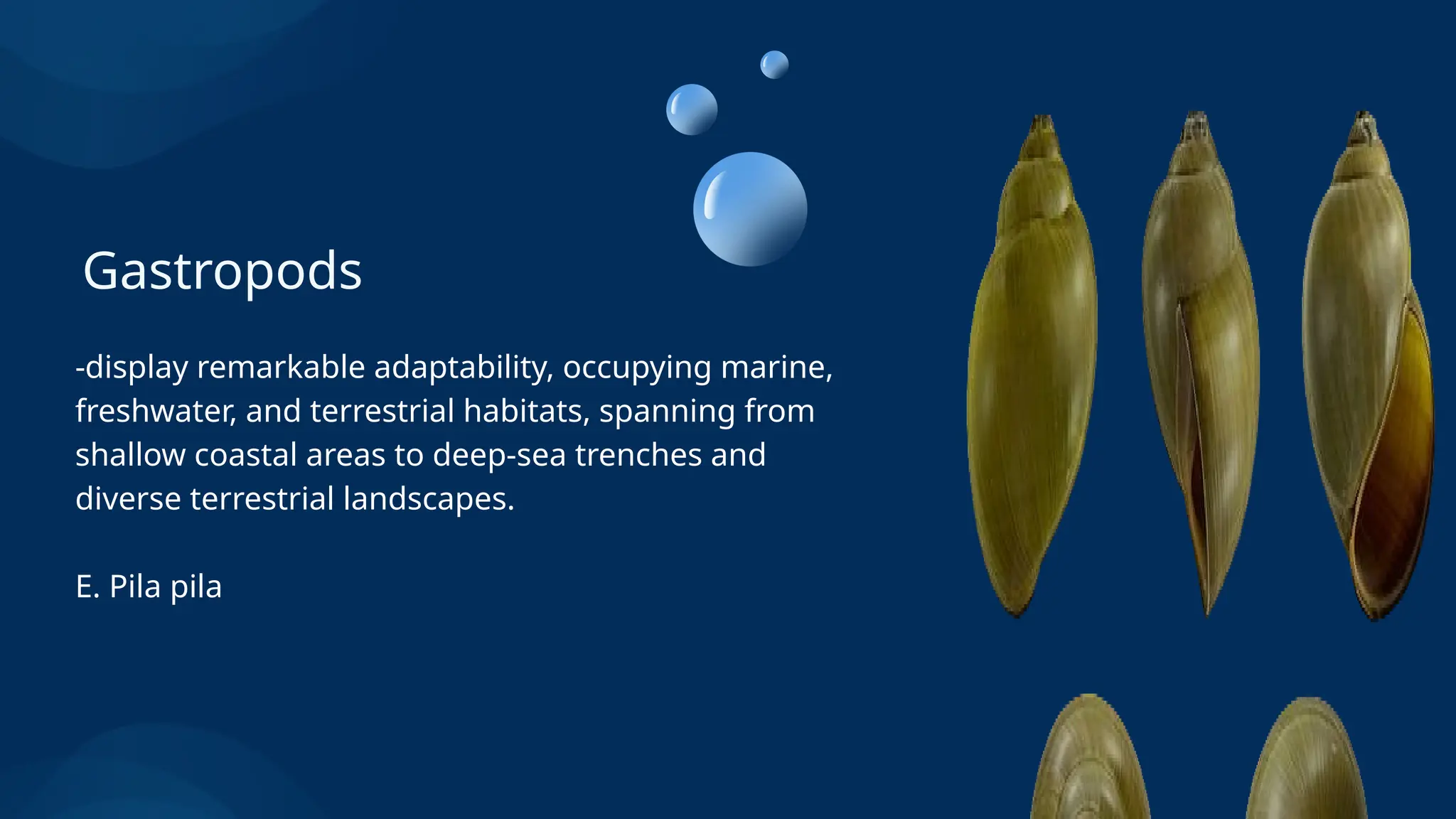 Phylum -Mollusca Taxonomy Classification.ptx