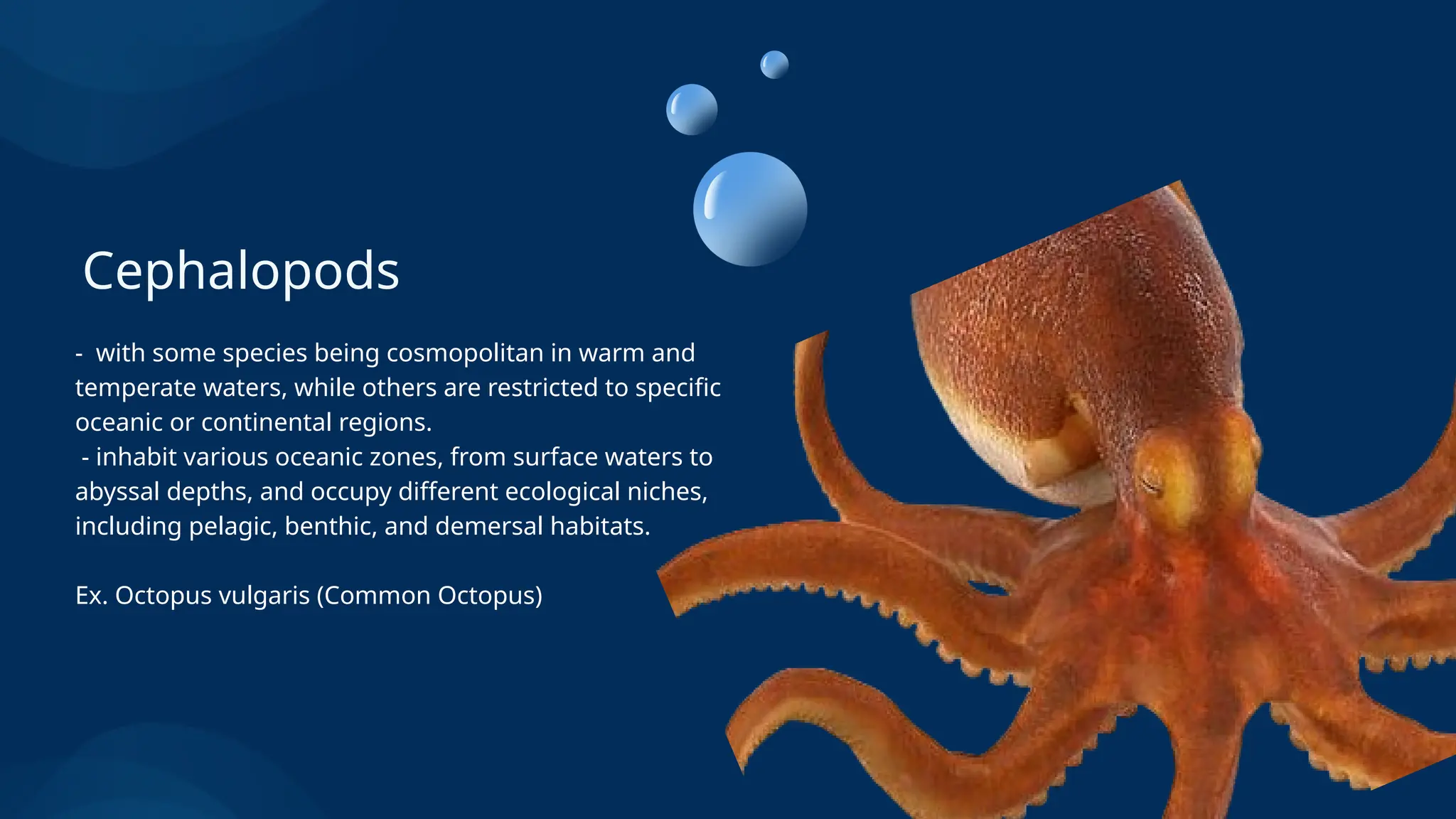 Phylum -Mollusca Taxonomy Classification.ptx
