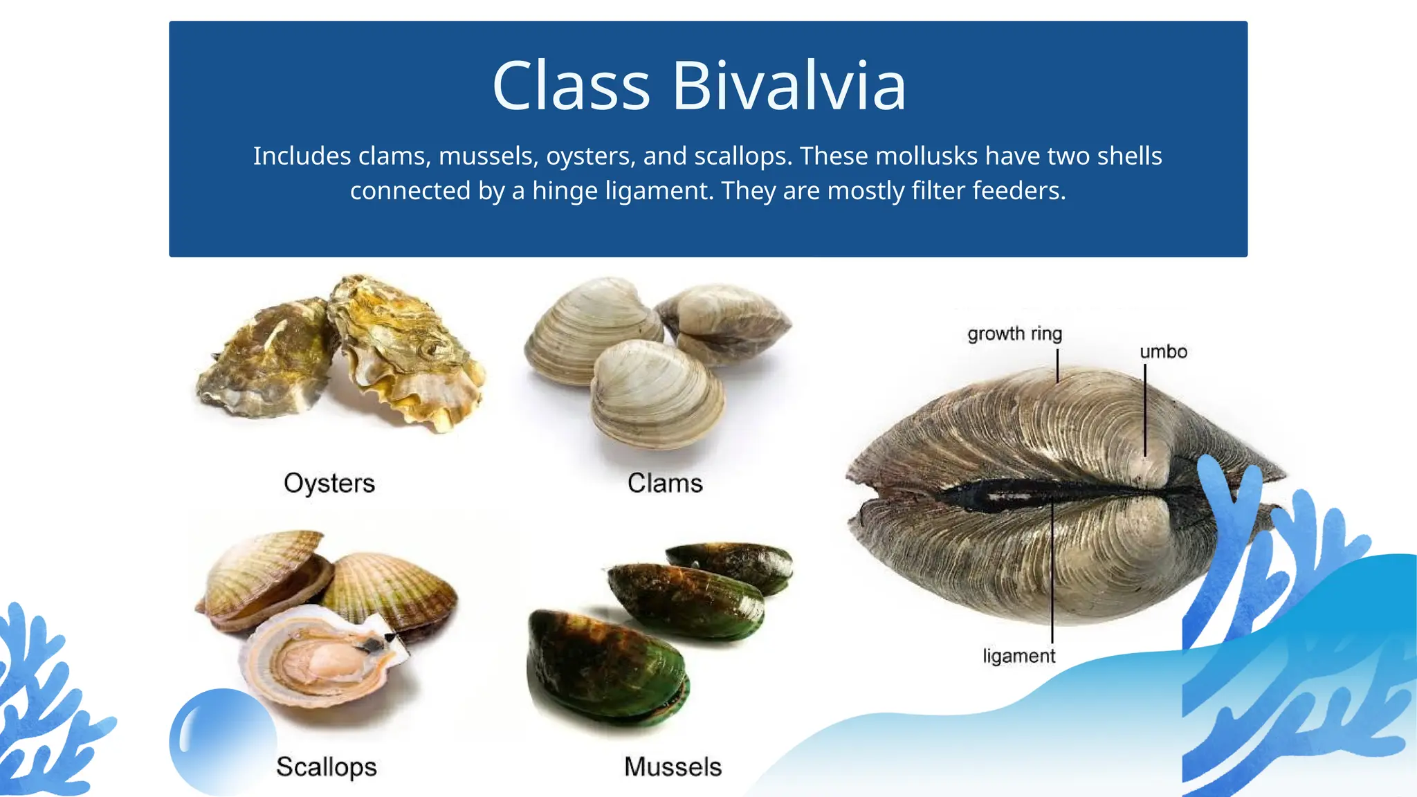 Phylum -Mollusca Taxonomy Classification.ptx