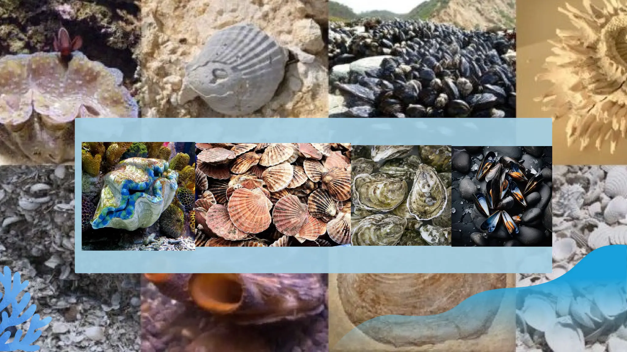 Phylum -Mollusca Taxonomy Classification.ptx