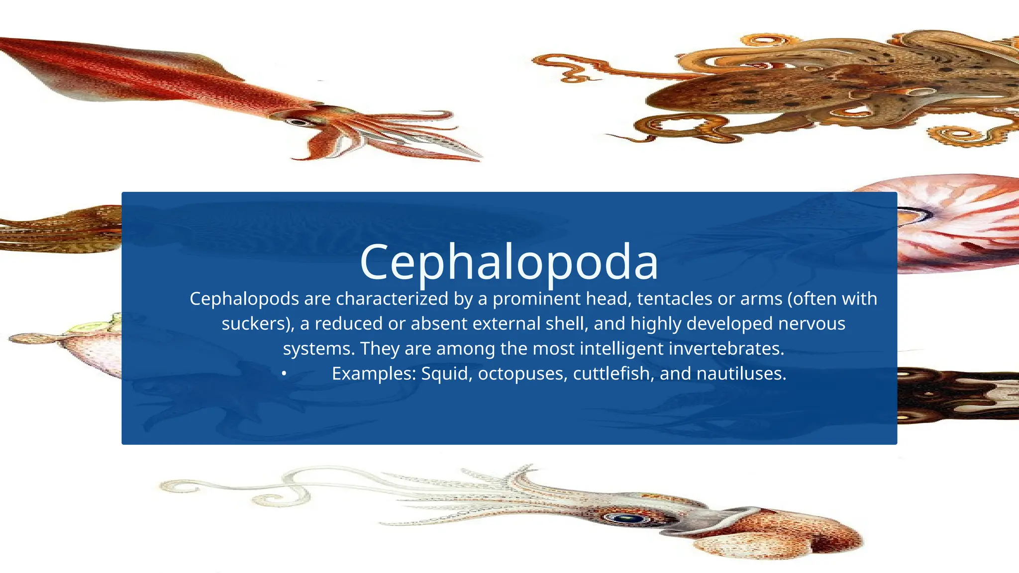 Phylum -Mollusca Taxonomy Classification.ptx