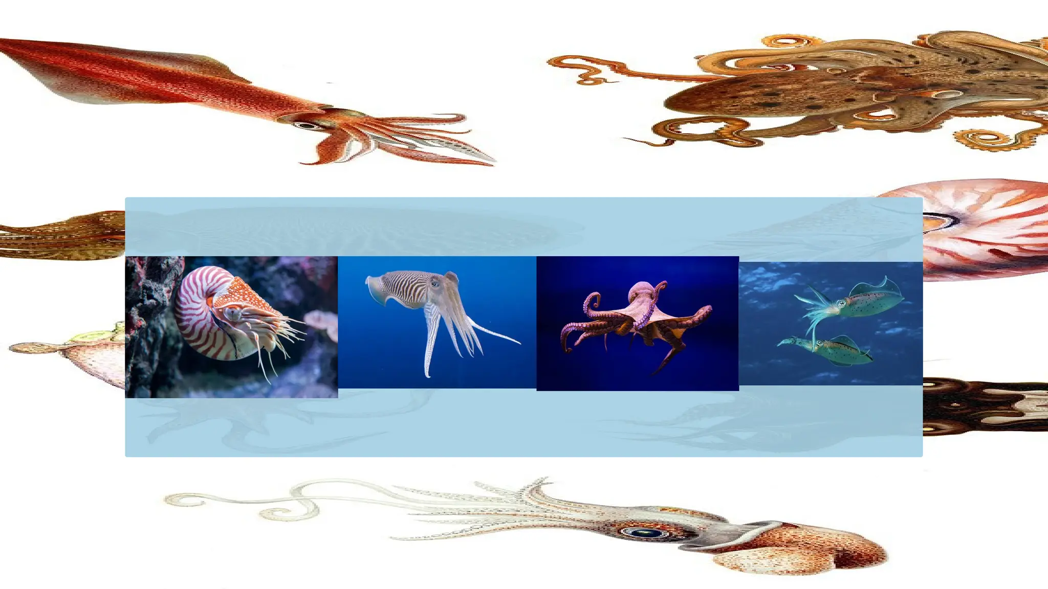Phylum -Mollusca Taxonomy Classification.ptx