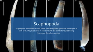 Phylum -Mollusca Taxonomy Classification.ptx