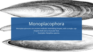 Phylum -Mollusca Taxonomy Classification.ptx