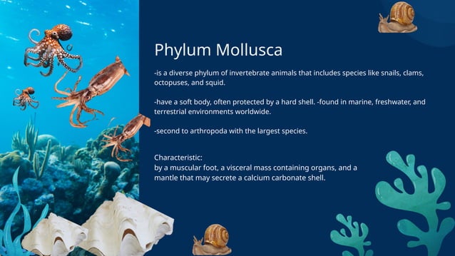 Phylum -Mollusca Taxonomy Classification.ptx