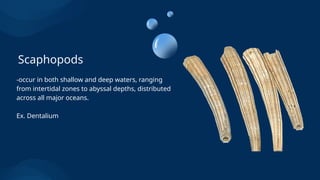 Phylum -Mollusca Taxonomy Classification.ptx