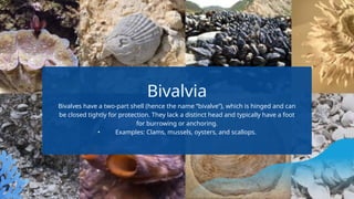 Phylum -Mollusca Taxonomy Classification.ptx