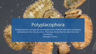 Phylum -Mollusca Taxonomy Classification.ptx