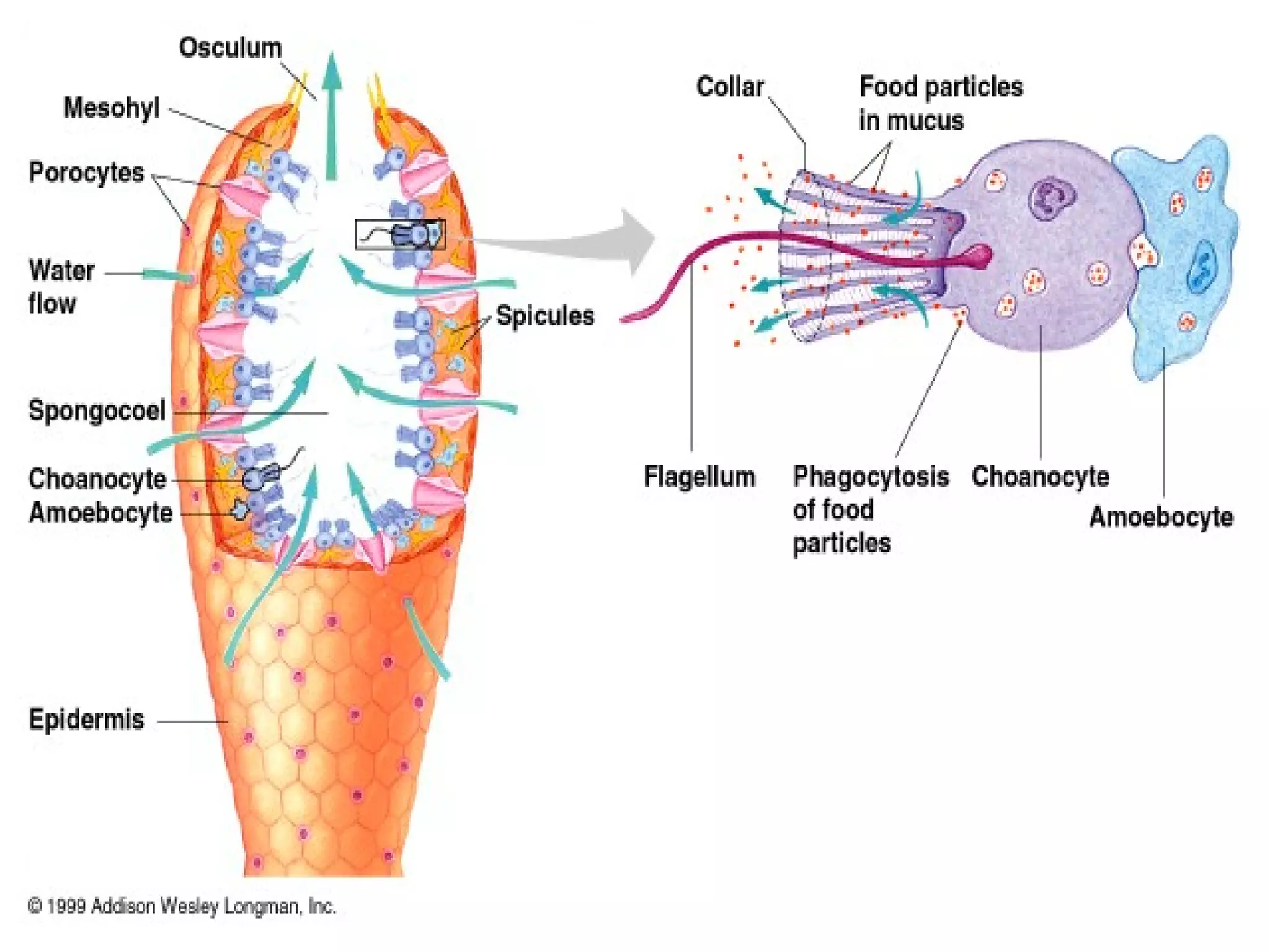 Phylum Porifera | PPT | Free Download